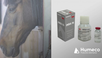 Semen equino: INRA 96, INRAFreeze y ECOOL Box